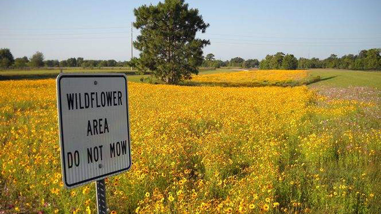 No-Mow Zones for Water Quality | Beaver Watershed Alliance